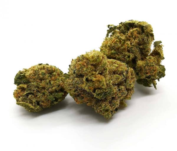 Shark Shock Strain Review (Hexo) | Cannabis Sensei