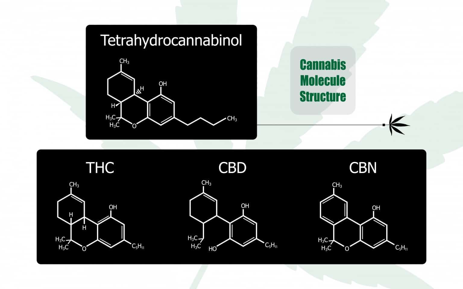 What are cannabinoids and how do they work? - Cannabis Sensei