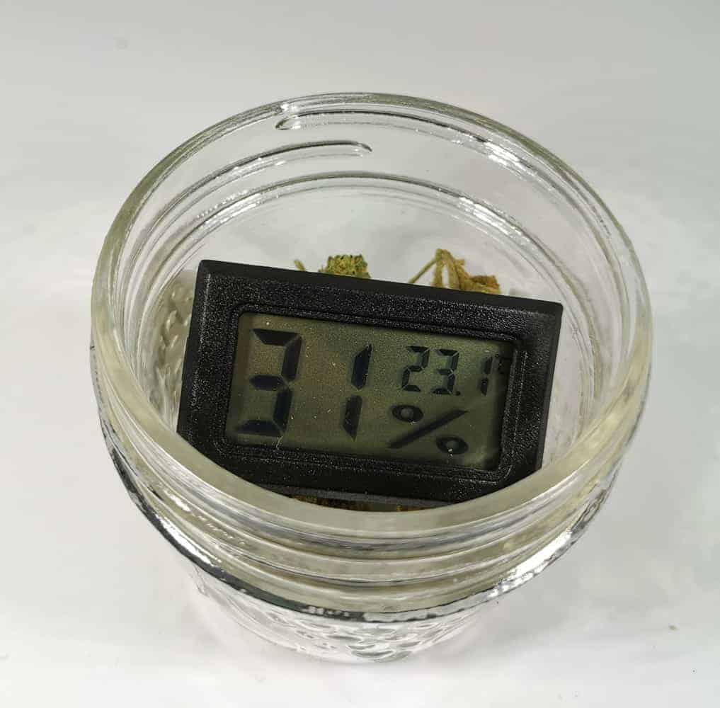 Monkey Glue Strain Review (Good Supply) | Cannabis Sensei