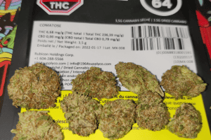 Comatose Strain Review (1964) | Cannabis Sensei