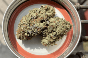 Comatose Strain Review (1964) | Cannabis Sensei