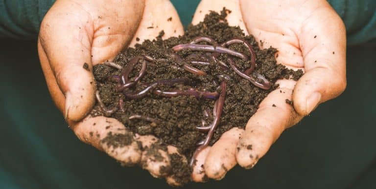 15 Best Fertilizers for Cannabis 2025 (Key Bud Nutrients) | Cannabis Sensei