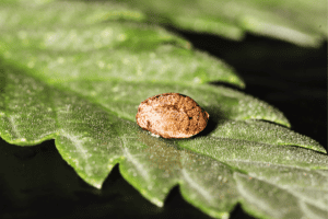 10 Best CBD Seeds for Reliable Relief (in 2026)