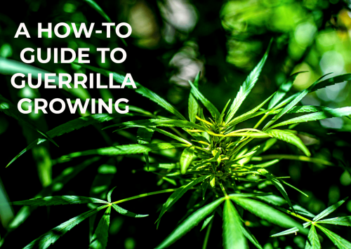 Guerrilla Growing Marijuana: How-to Guide For Success | Cannabis Sensei