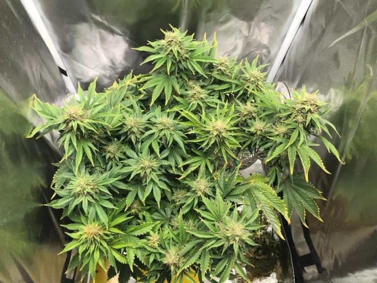 10 Best CBD Seeds for Reliable Relief (in 2026)