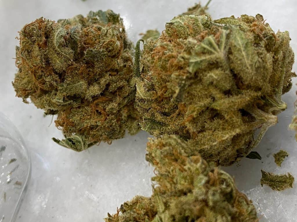 10 Best CBD Seeds for Reliable Relief (in 2026)