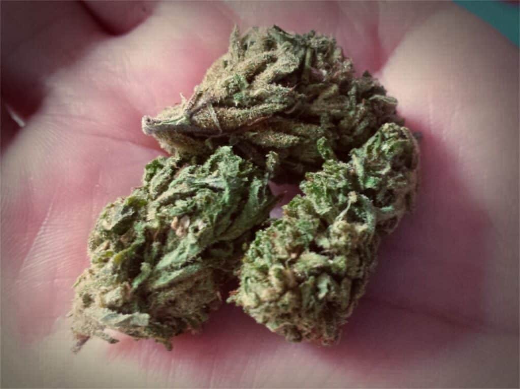 10 Best CBD Seeds for Reliable Relief (in 2026)