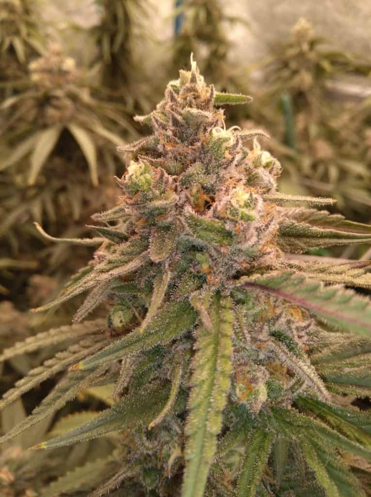 Top 12 Best Indica Seeds in 2025 (With Facts & Figures) | Cannabis Sensei