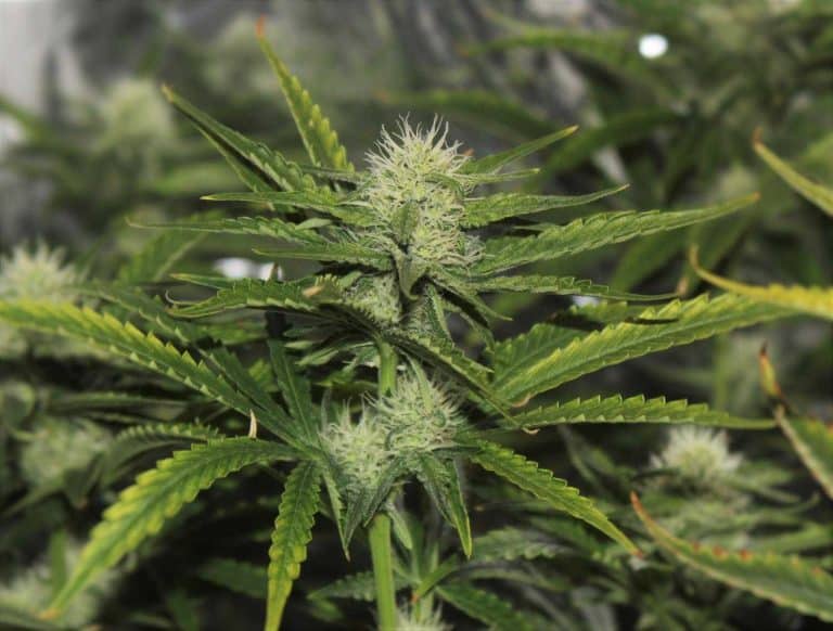 Top 10 High Times Cannabis Cup Award-Winning Seeds | Cannabis Sensei