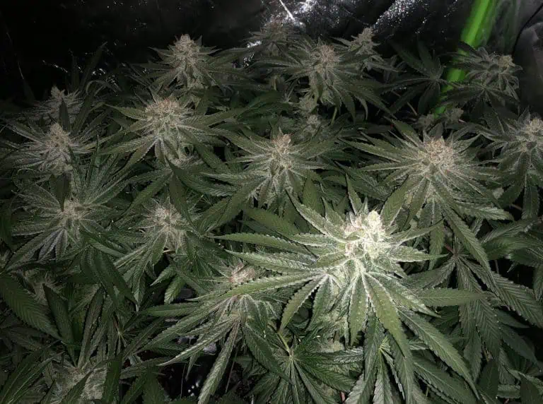 Top 10 High Times Cannabis Cup Award-Winning Seeds | Cannabis Sensei