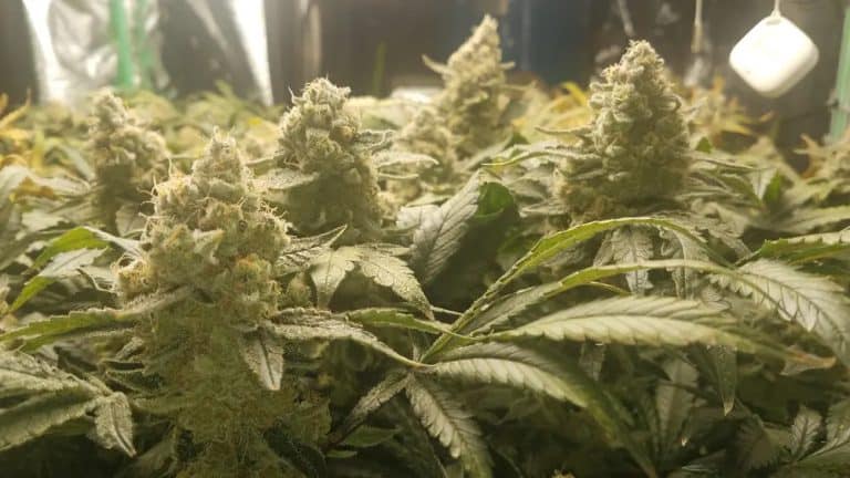 9 Best Landrace Seeds You Need To Know About (in 2025) | Cannabis Sensei