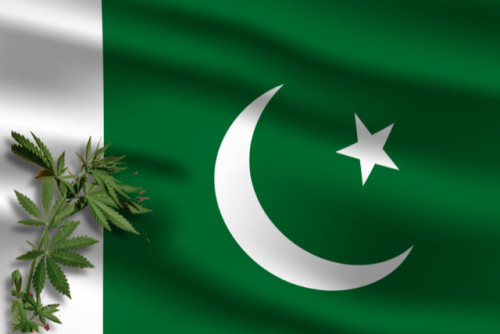 Where to Buy Marijuana Seeds in Pakistan | Cannabis Sensei
