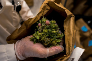 How to Dry Wet Weed: Effective Methods and Tips | Cannabis Sensei