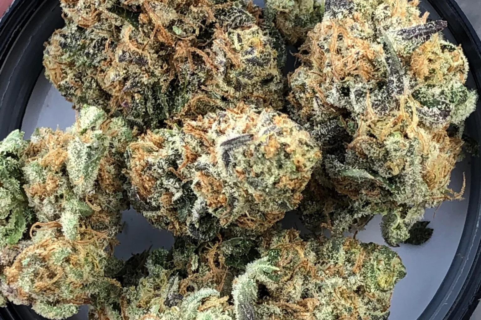 Bold Root Beer Float Strain Information & Review | Cannabis Sensei