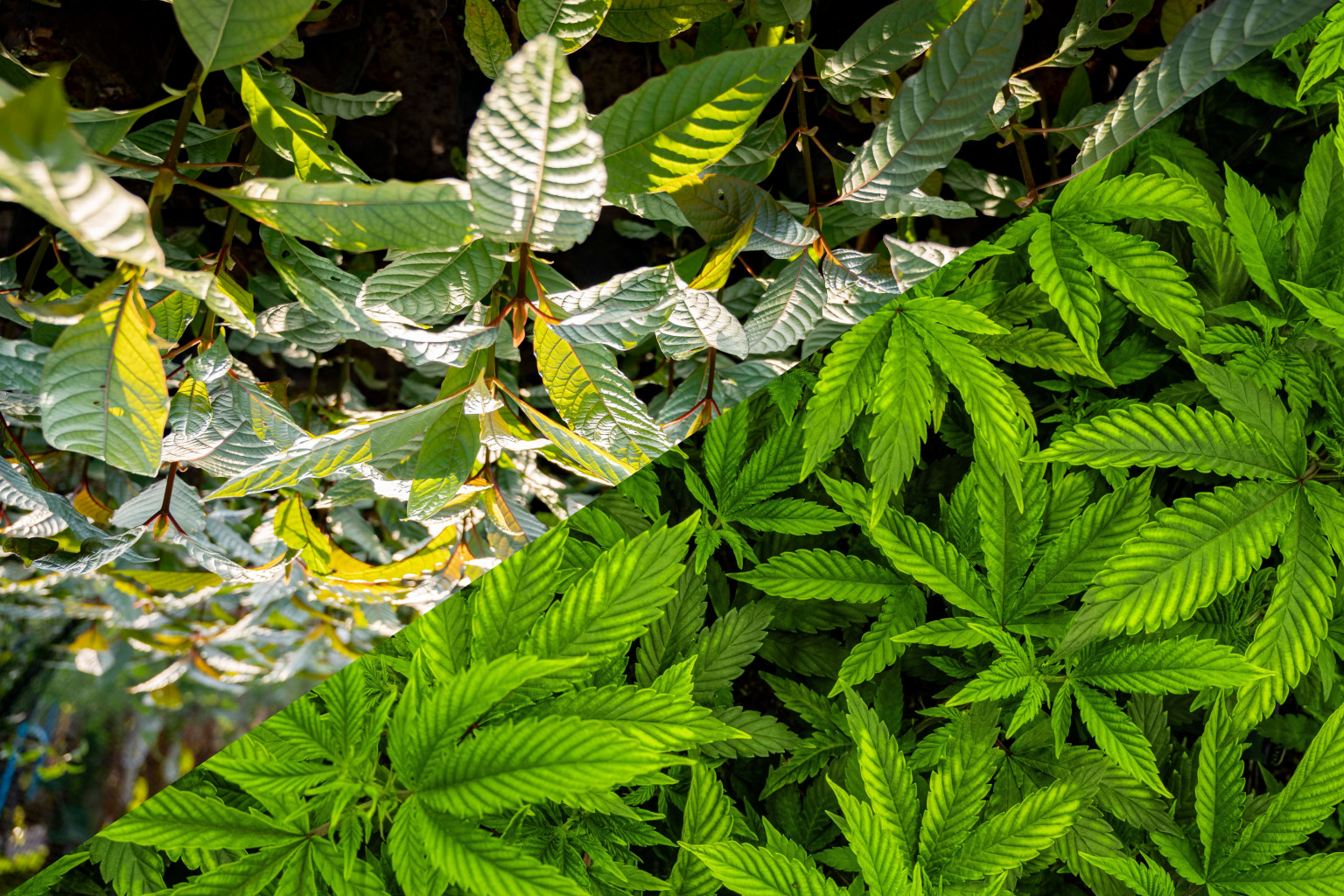 CBD vs Kratom Explained | Effects, Safety, and Use | Cannabis Sensei